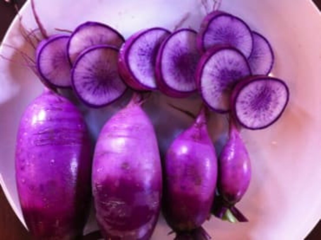 100 Mini Purple Hybrid Daikon Seeds; Japanese Novelty Radish - Etsy