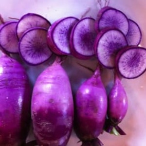 100 Mini Purple Hybrid Daikon Seeds; Japanese Novelty Radish - Etsy
