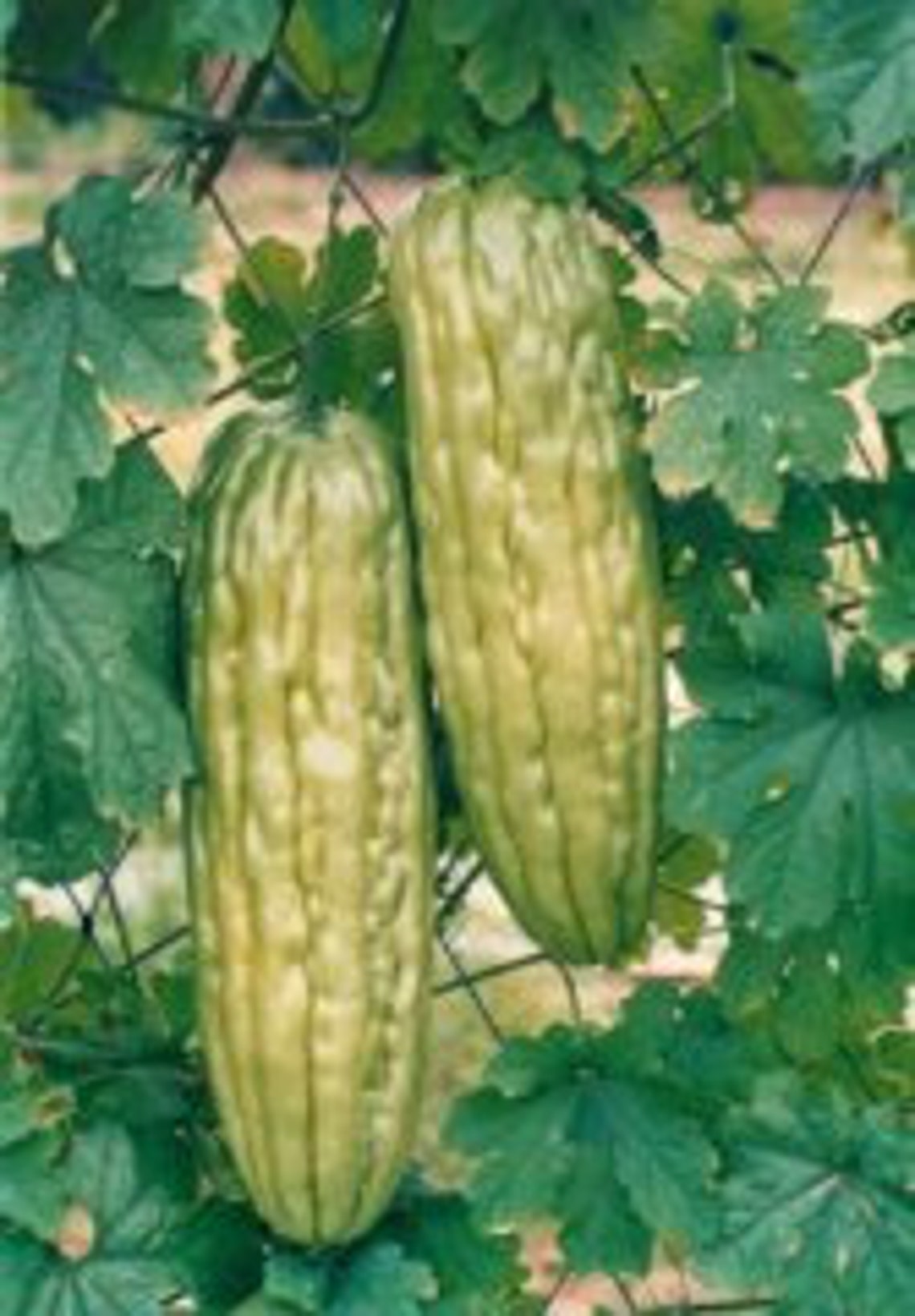 10 MARA BITTER MELON Seeds; Improved Green Skin Bittermelon! Ku Gua 苦瓜 ...