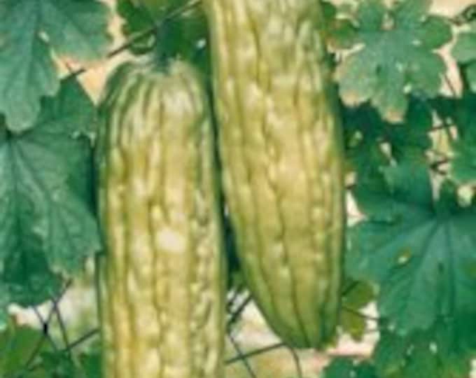 40 Seeds Heirloom Vegetable Green Balsam Pear Bitter Melon Seeds 青皮苦瓜 ...