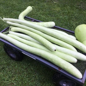 15 CUCUZZI CUCUZZA GAGOOTZA Summer Squash Seeds; Serpente Di Sicilia ...