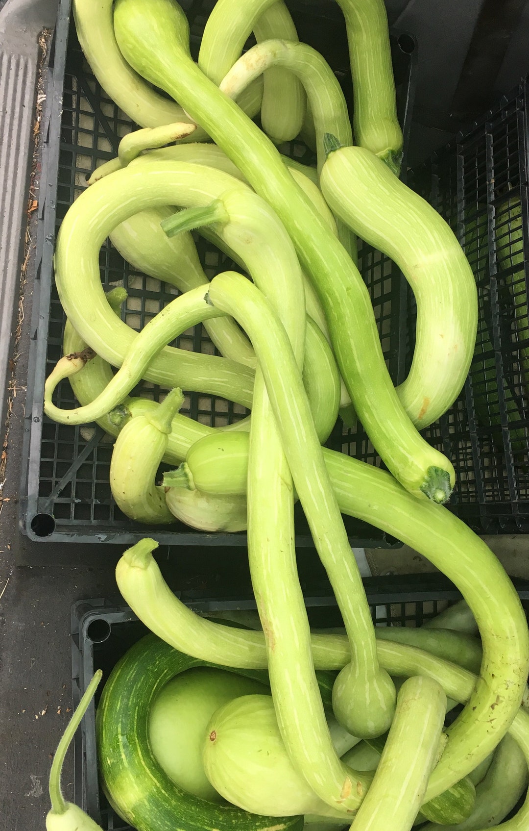 100 TROMBOCINO RAMPICANTE Seeds; Italian Climbing Zucchini; Snake ...