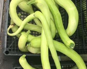 Tromboncino Rampicante Huge Italian Heirloom Zucchini Squash - Etsy
