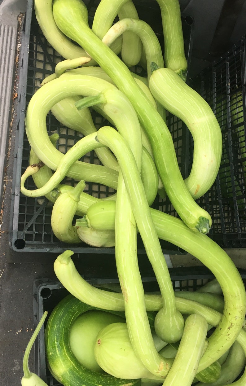 100 TROMBOCINO RAMPICANTE Seeds; Italian Climbing Zucchini; Snake ...