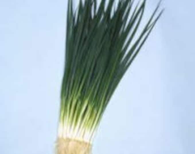 1000 KYOTO KUJO NEGI Japanese Bunching Onion Seeds 京都九條青蔥 - Etsy Ireland
