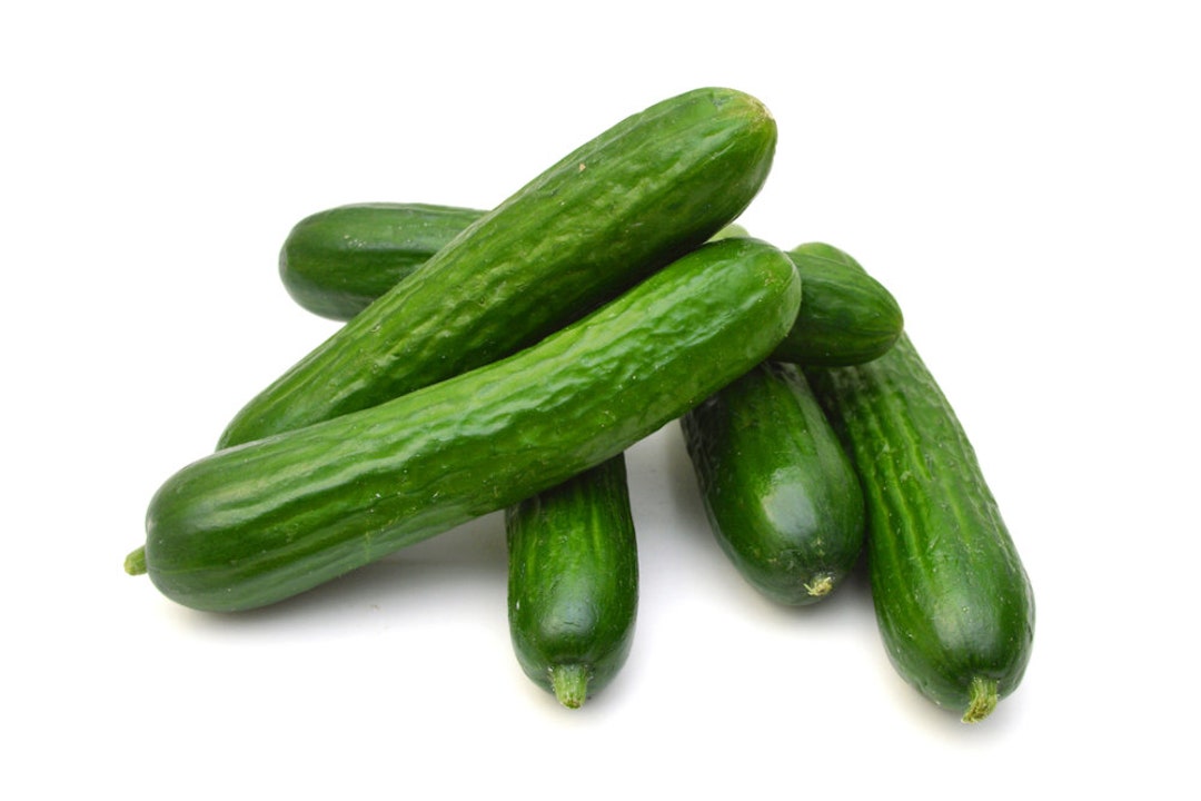 Rare Find! ISHTAR Hybrid Persian Cucumber Seeds; Parthenocarpic / No ...