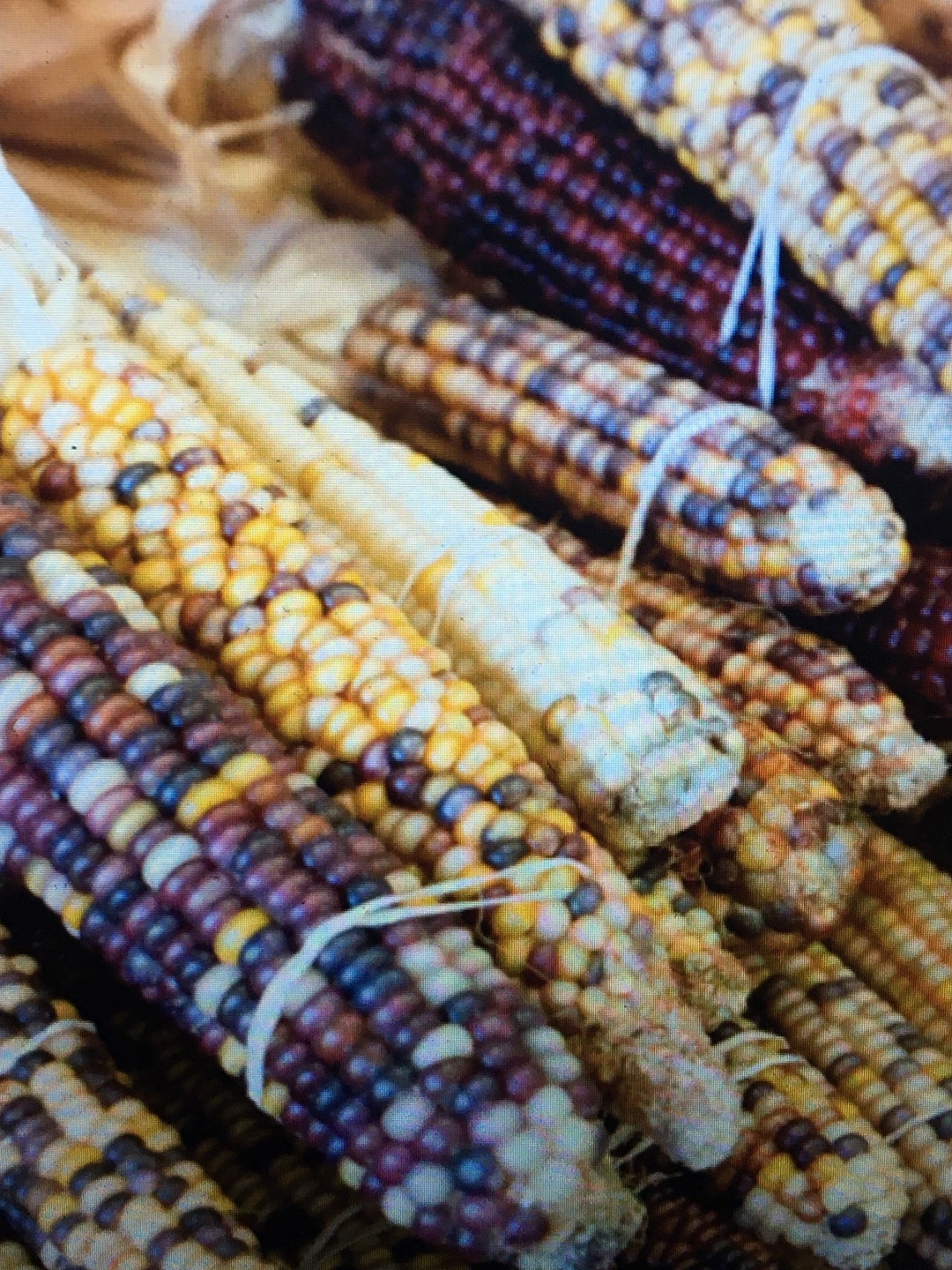 1/2 Oz or 200 Carousel Ornamental Corn Seeds Rainbow Miniature Popcorn ...