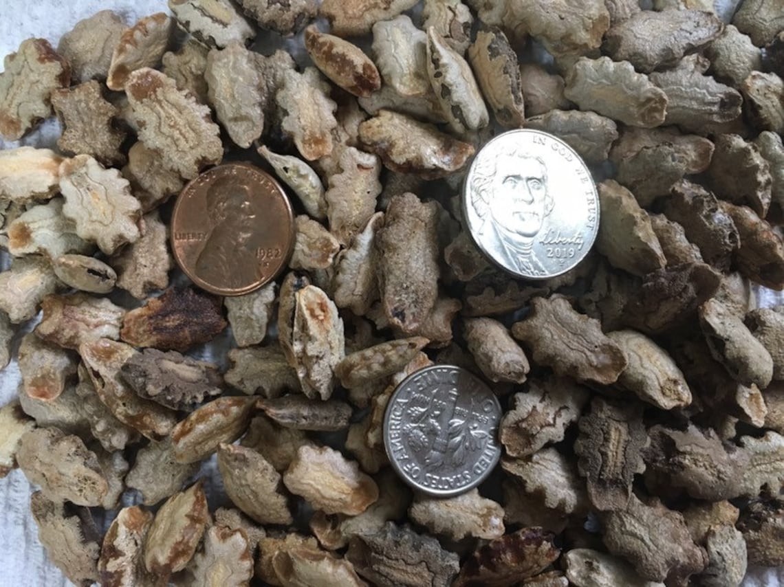 BUAG NGU NAGA Short Snake Gourd Seeds; Indian Heirloom Serpent Gourd ...