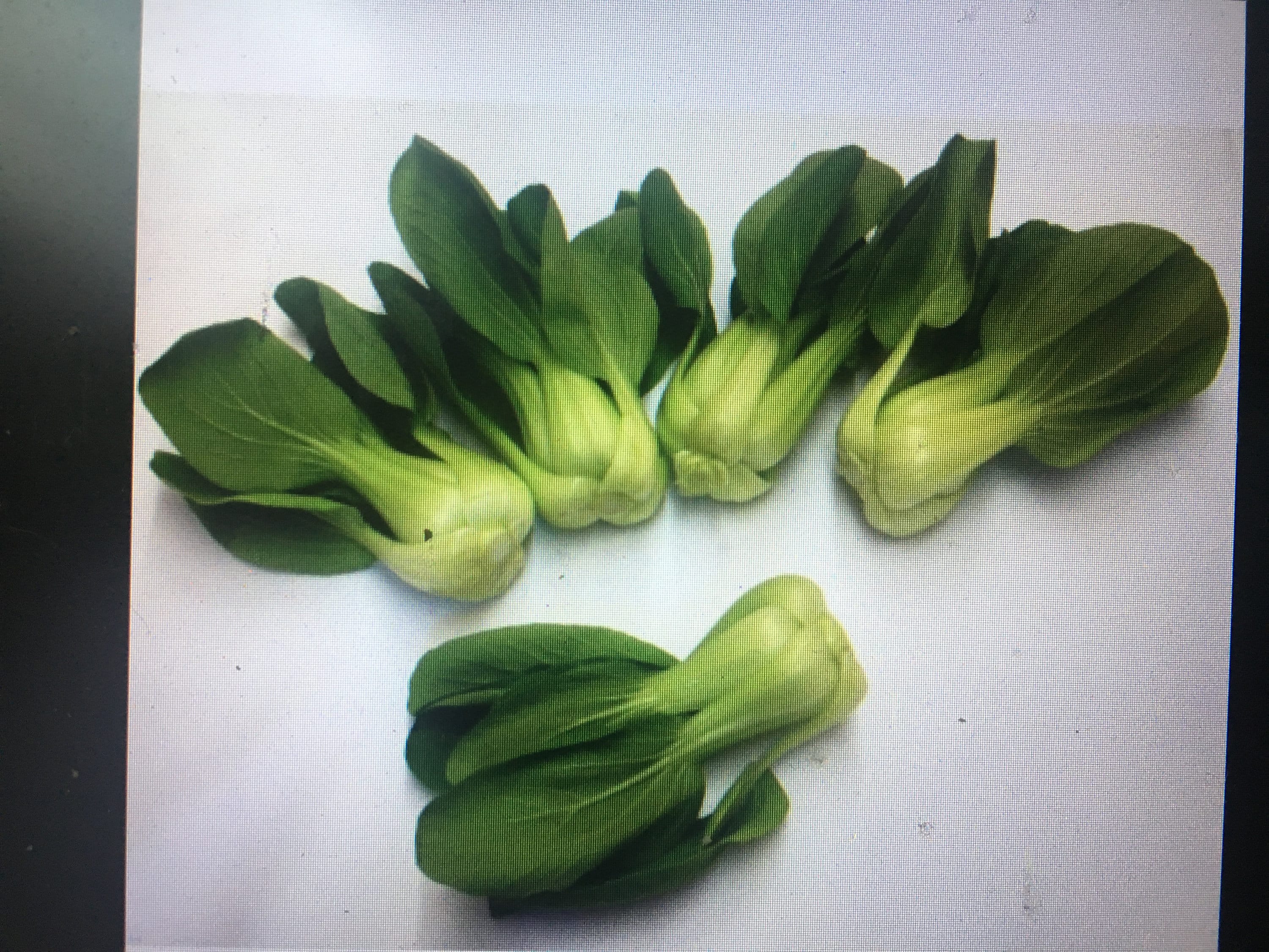 1/4-oz ~2500 Baby Shanghai Pak Choi Seeds 上海青江菜; Green Stem Bok Choy ...