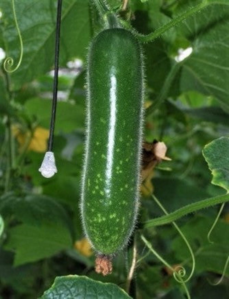 15 Fuzzy Star Hybrid Mokwa Seeds; Hairy Gourd 新星節瓜 毛瓜 - Etsy