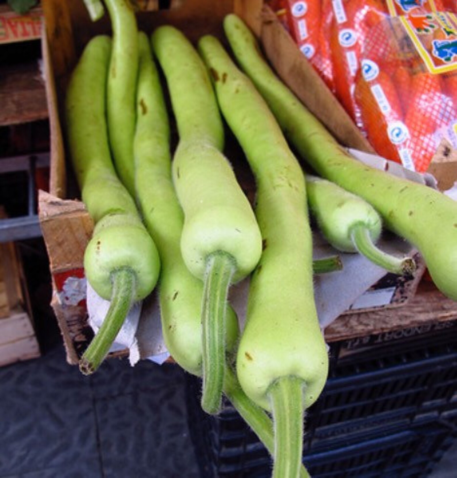 100 CUCUZZI CUCUZZA GAGOOTZA; Serpente Di Sicilia Squash Seeds; Snake ...