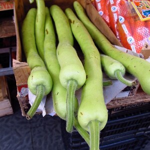 100 CUCUZZI CUCUZZA GAGOOTZA; Serpente Di Sicilia Squash Seeds; Snake ...