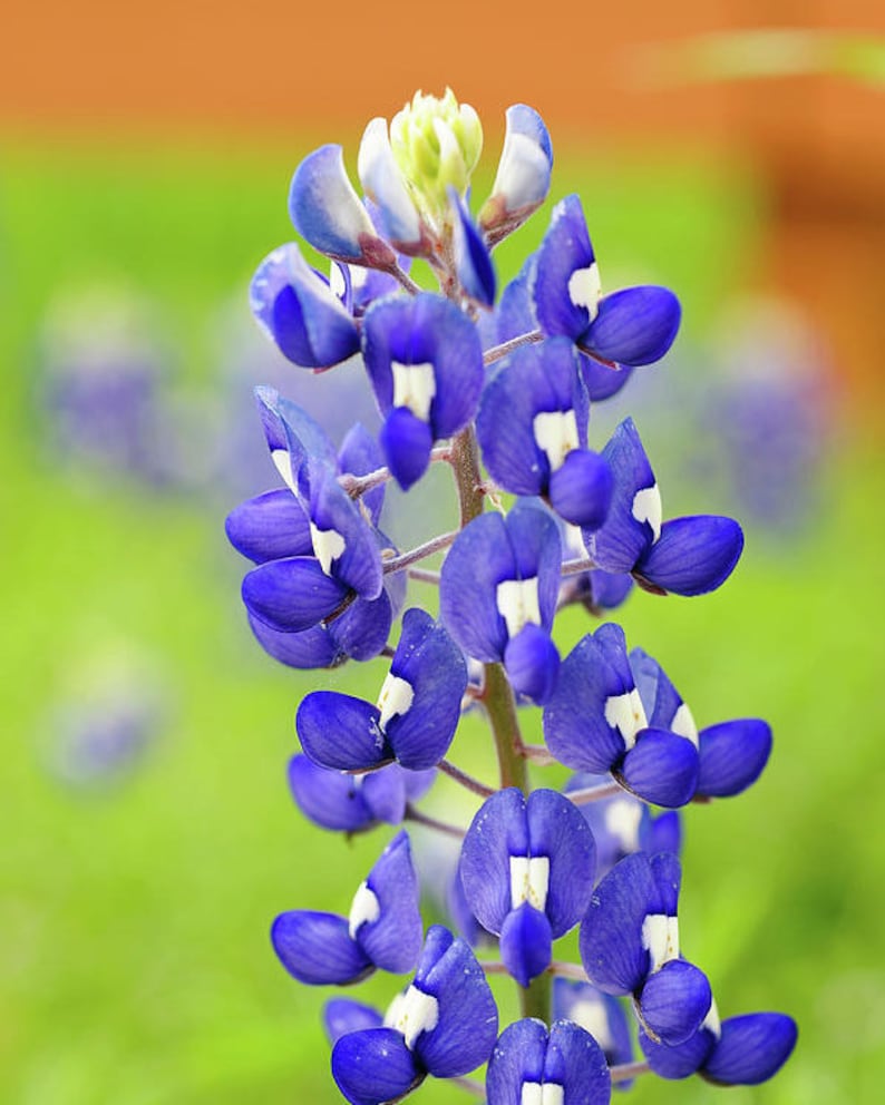 200+ 1/4 OZ TEXAS BLUEBONNET Seeds; Lupinus Texensis; Wildflower Patch ...