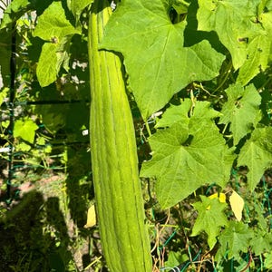 15 Organic Indian Smooth Luffa Seeds; Heirloom Meaty Culinary Loofah - Etsy