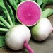 1/4-oz 650 Watermelon Radish Seeds; Novelty Daikon; 红心萝卜 Chinese Luobo ...