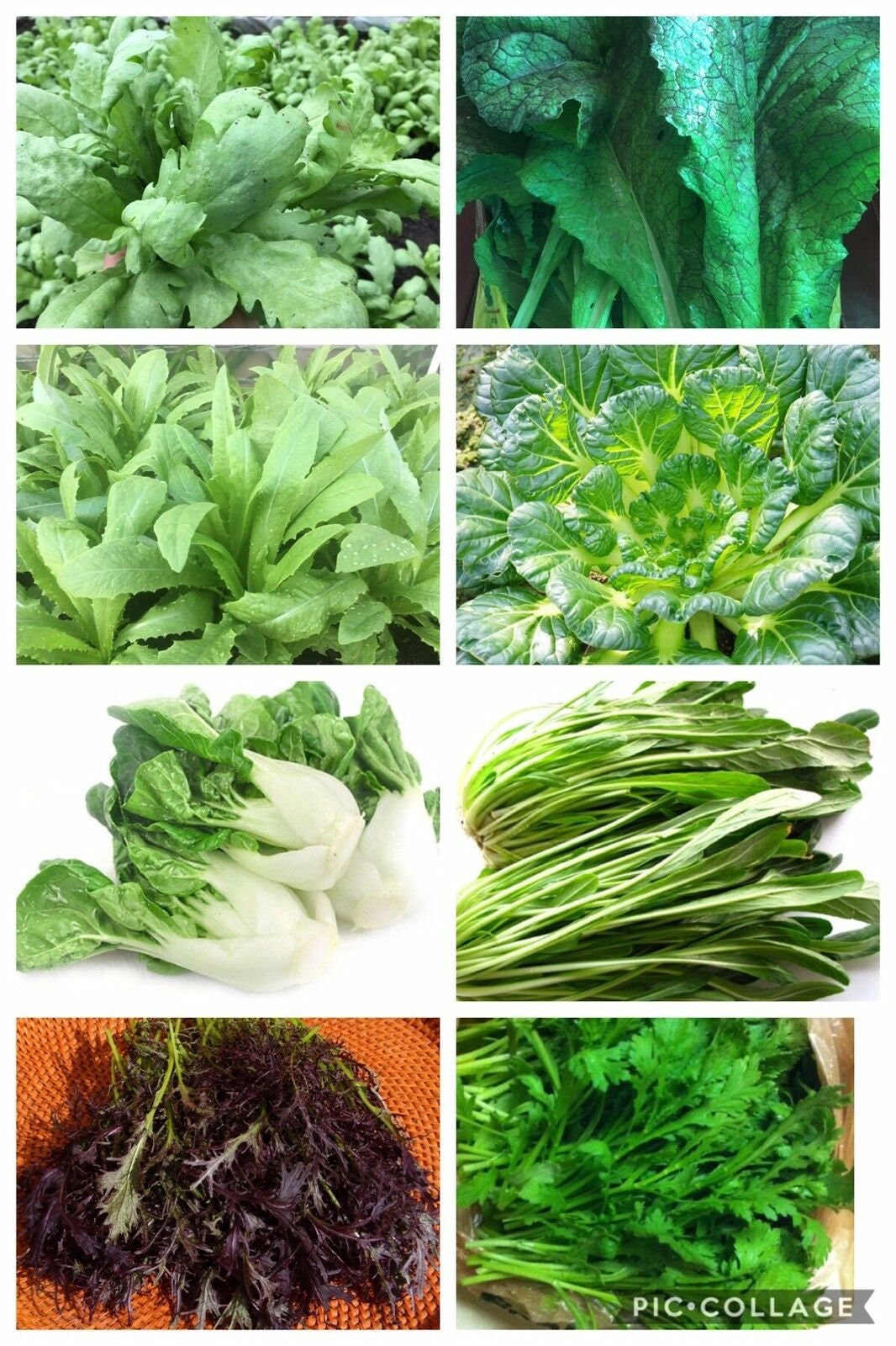 8-gram 4000+ Asian Spring Greens Seeds Mix Blend SINGLE PKT: Shungiku ...