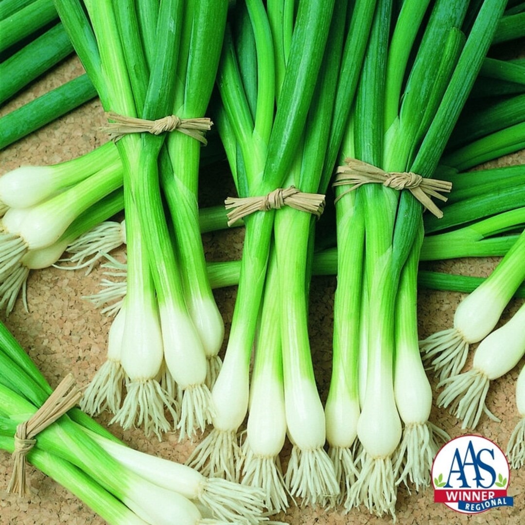 2000 EVERGREEN WHITE NEBUKA Japanese Bunching Onion Seeds; 根深青蔥; Allium ...