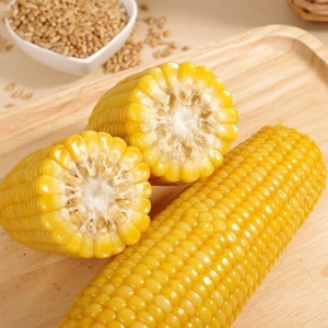 1-OZ 100+ Yellow Waxy Corn Seeds; Sticky Glutinous Corn; Non-gmo ...