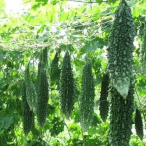 Indian Bitter Melon