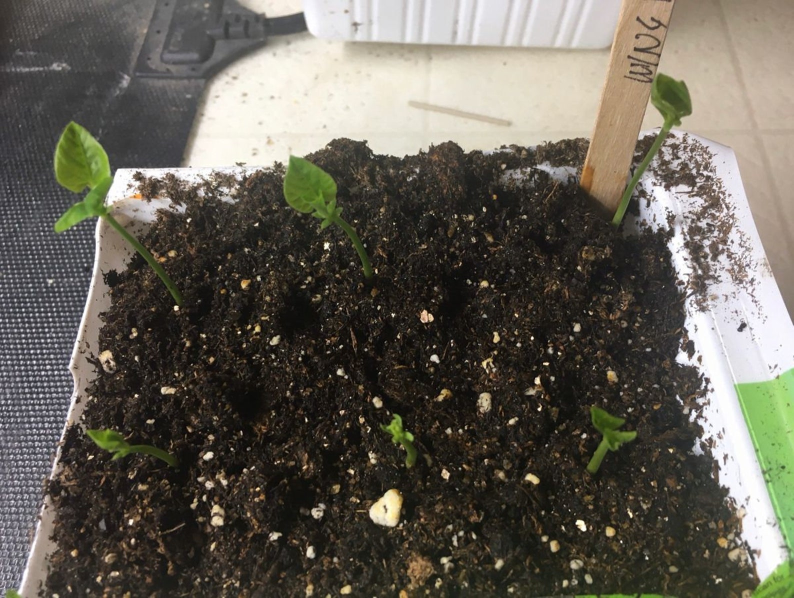 20 WINGED BEAN Seeds Asparagus Pea Wing Pea Four Angled - Etsy