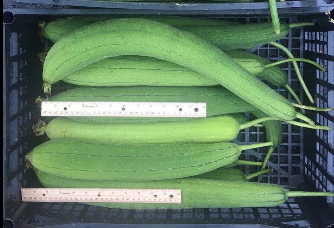12 Organic High Yield Smooth Luffa Seeds; 18" 16-24 Oz Culinary Size ...