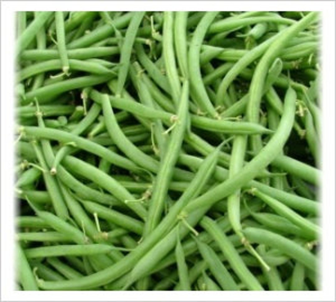 1-OZ ~90 Jade Bush Bean Seeds; Heirloom Non-gmo; All-time Favorite - Etsy