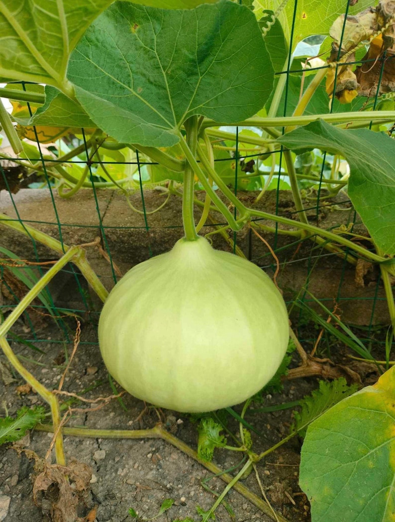 Organic Round Lauki Indian Bottle Gourd Seeds; Heirloom OP; High ...