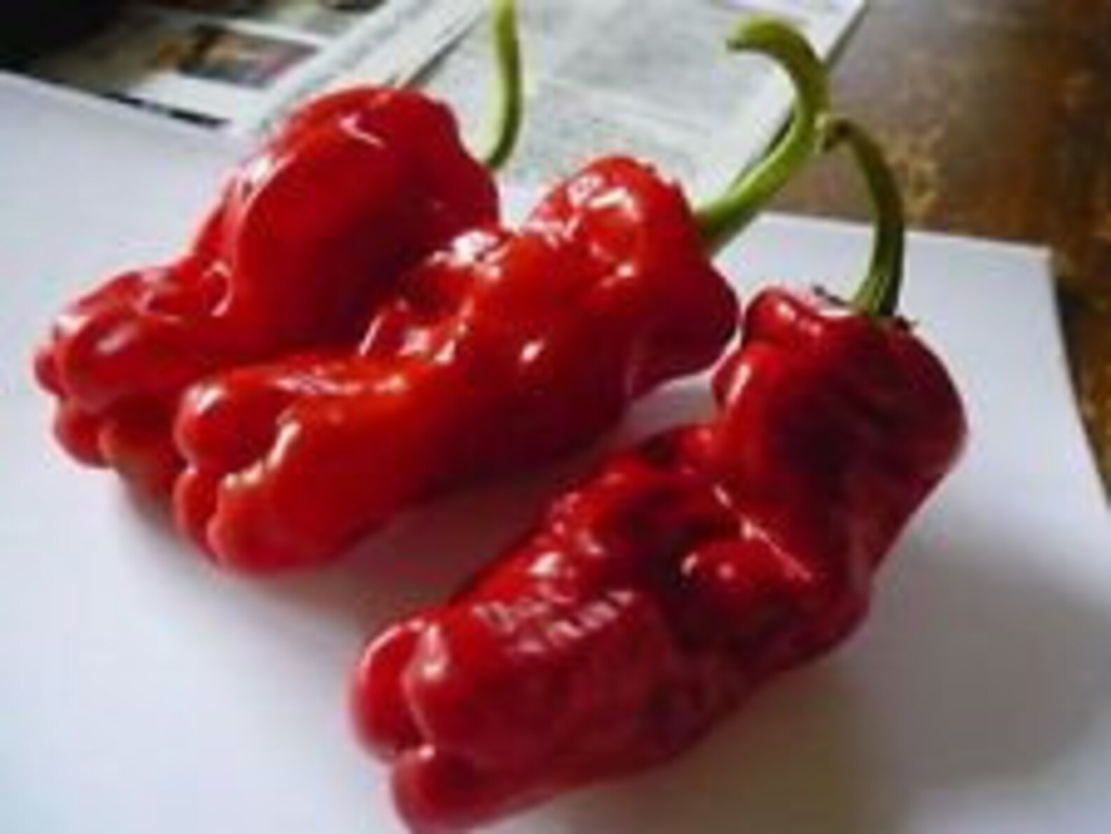15 Peter Pepper Red Seeds; Willy Pepper; Perverted Chilli; Naughtiest ...