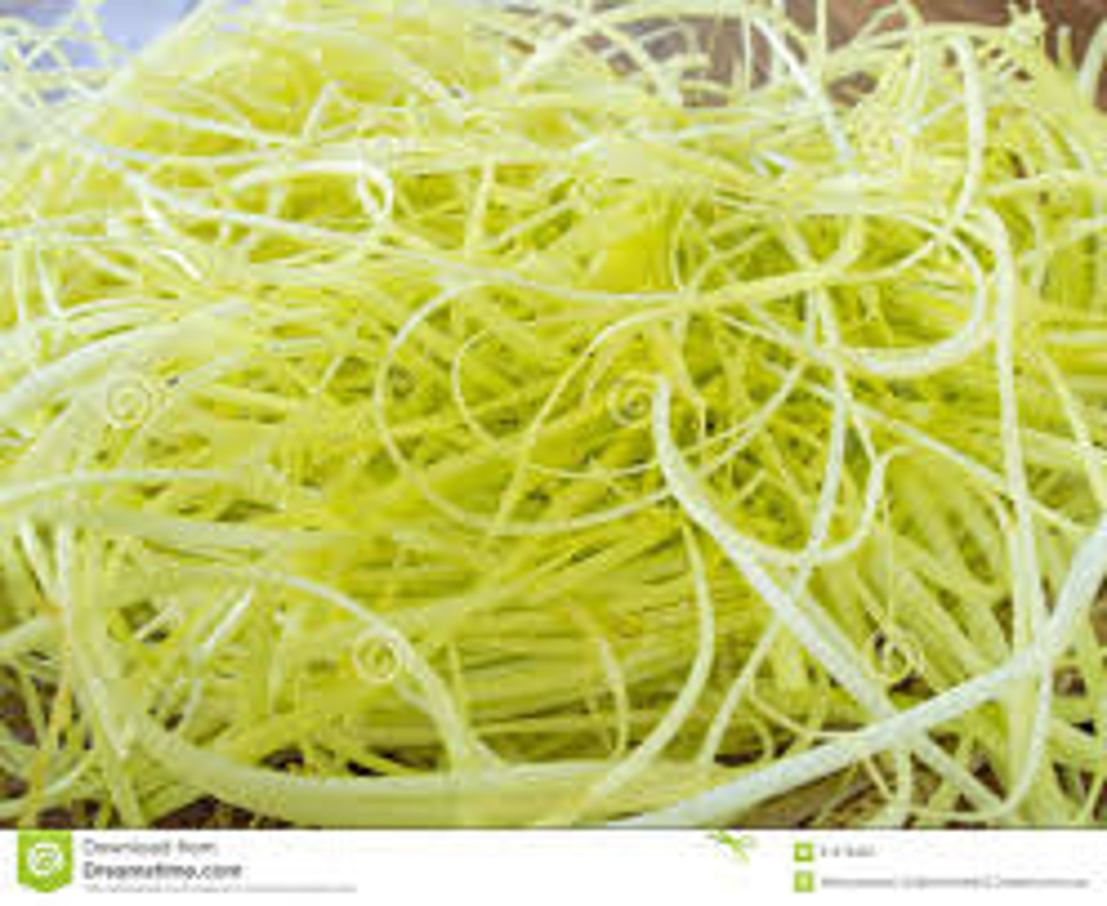 2-gram ~500 NIRA Broad Leaved GARLIC CHIVE Seeds; Allium Tuberosum ...