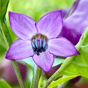 100+ Chinese FIVE-COLOR Hot Pepper Chili Seeds; 五彩椒 五色辣椒; Ornamental ...