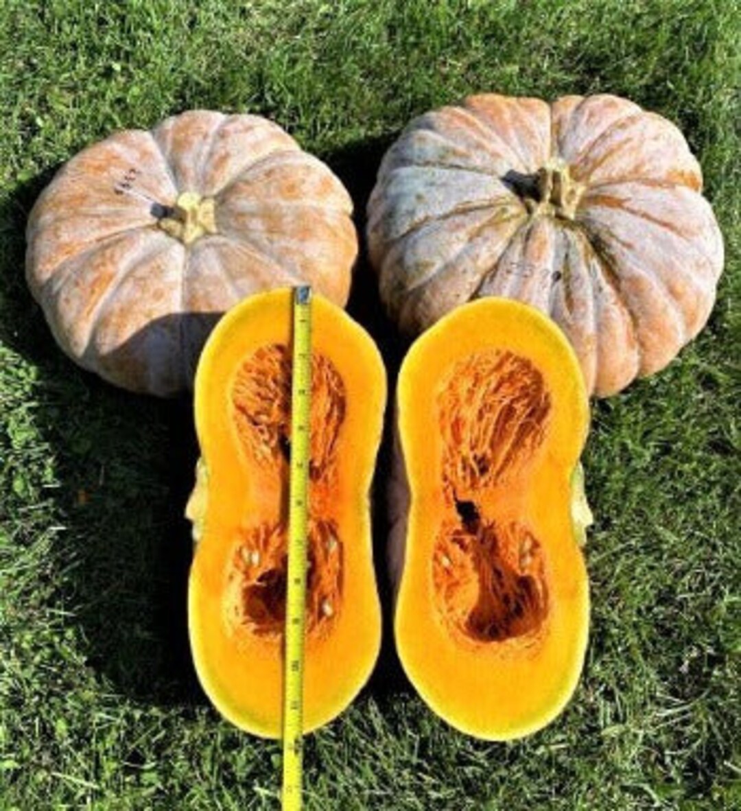 10 WAN FU Hybrid Asian Pumpkin Seeds 萬福南瓜 F1 - Etsy