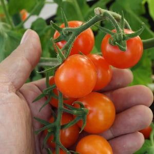 Rare Find!!! Sunorange Garden Hybrid Tomato Seeds; Improved Sungold ...
