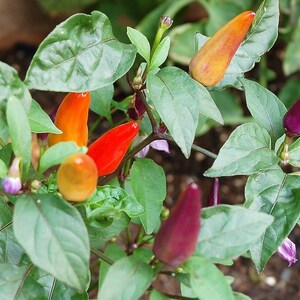 20 Organic Aurora Hot Pepper Seeds; Rainbow Colors; Ornamental; Do Well ...