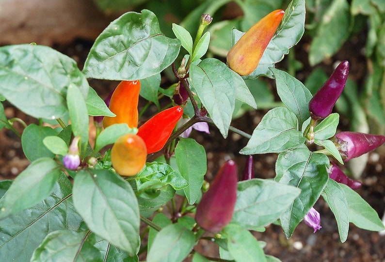 20 Organic Aurora Hot Pepper Seeds Rainbow Colors | Etsy