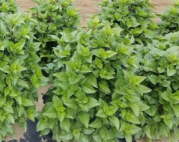 20 EVERLEAF THAI TOWERS Basil Seeds - Etsy