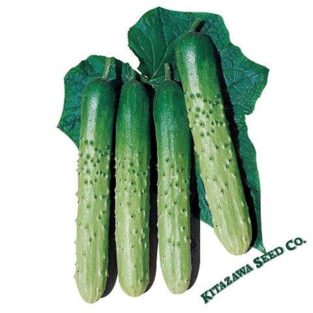 15 Asia Eun Cheon Hybrid Korean Cucumber Seeds, High Yield; High ...