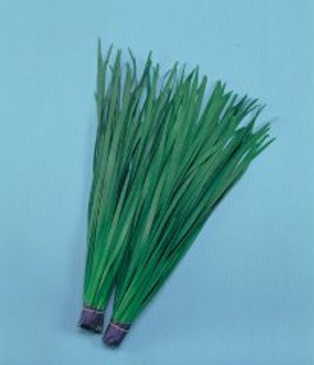 2-gram ~500 NIRA Broad Leaved GARLIC CHIVE Seeds; Allium Tuberosum ...