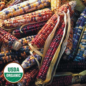 1/2 OZ or ~65 Organic MANDAN BRIDE Corn Seeds; Native American Historic ...