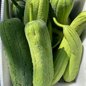 5 Elite Taiwanese Smooth Luffa Seeds;屹立圓筒絲瓜; 台灣菜瓜; Meaty Culinary ...