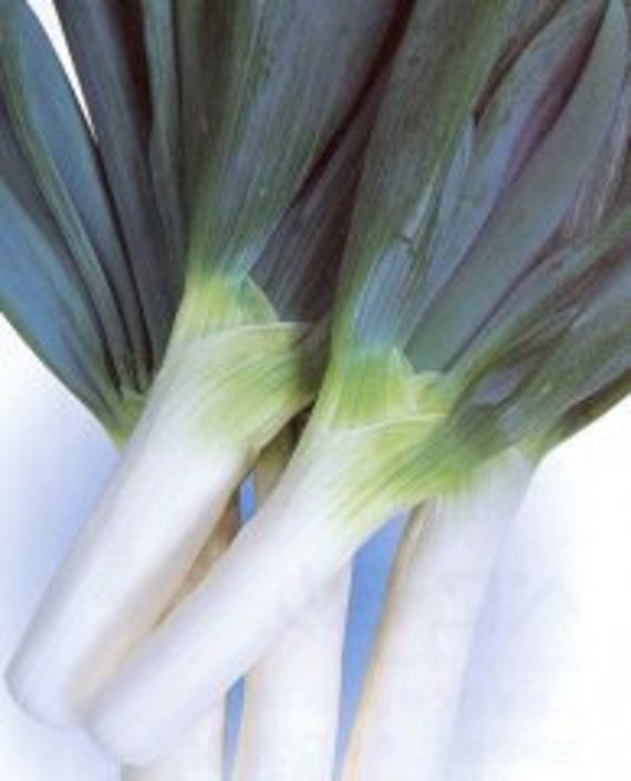 1000 SHIMONITA NEGI Japanese Bunching Onion Seeds しもにた下仁田青蔥 - Etsy India