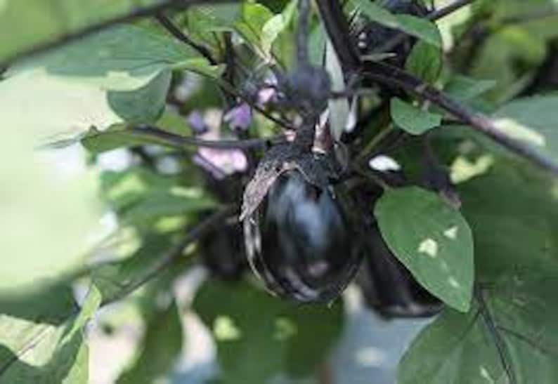 50 MITOYO NASU Japanese Eggplant Seeds; 三豊なす 三豊茄子 - Etsy