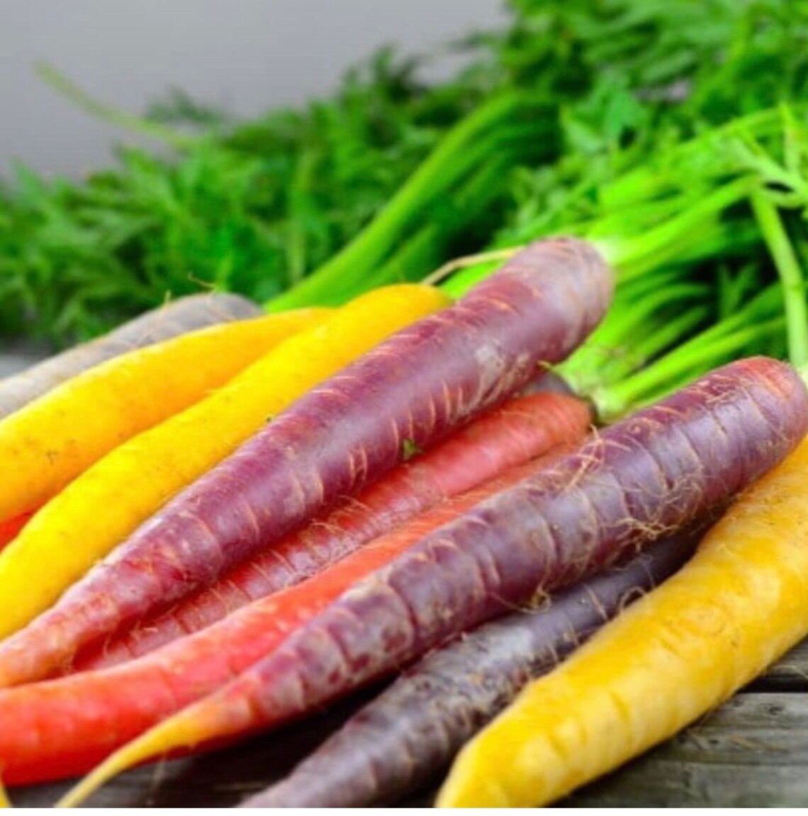 2000 Rainbow Carrot Seeds: Purple, Red, White & Orange; Urban Farmer ...