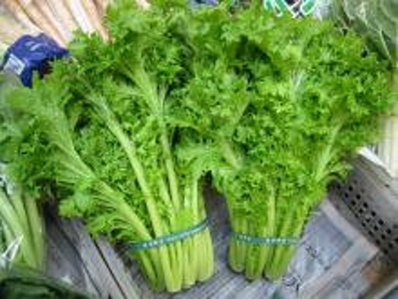 1/8oz 2000 WASABINA Baby Leaf Japanese Mustard Green Seeds - Etsy