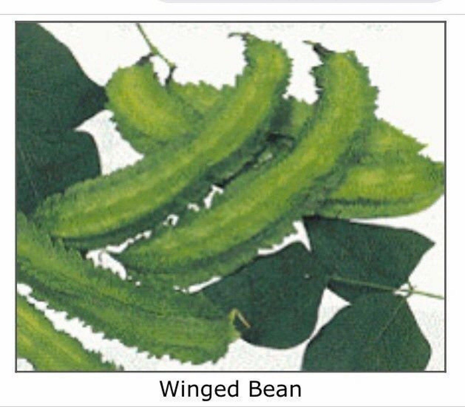 20 WINGED BEAN Seeds Asparagus Pea Wing Pea Four Angled - Etsy