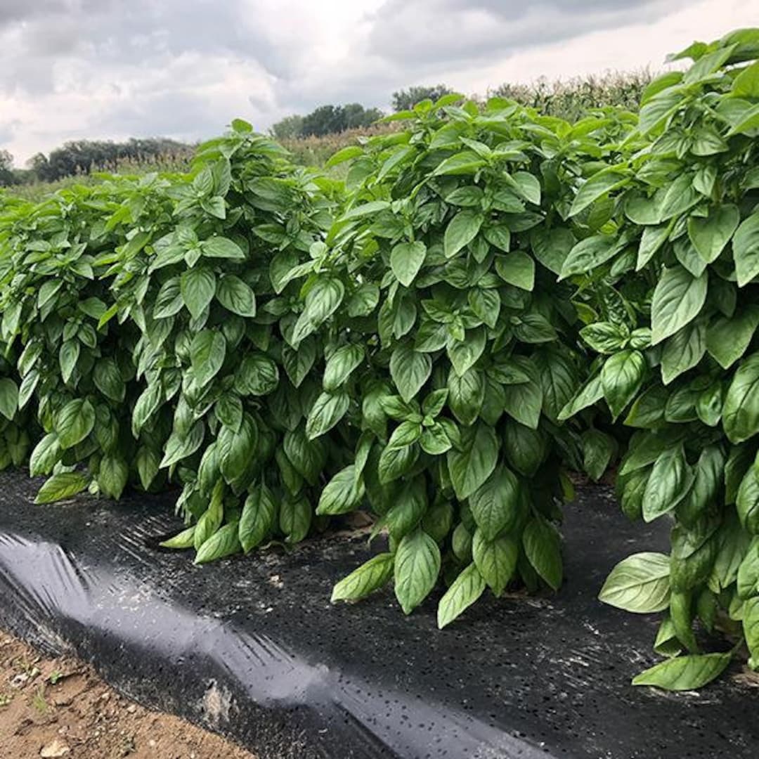20 EVERLEAF EMERALD TOWERS Basil Seeds; Very Late Flowering Genovese ...