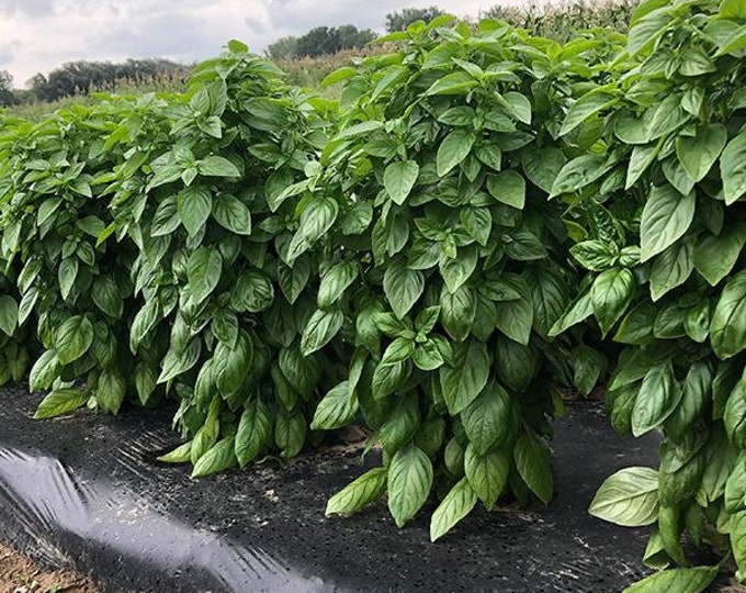 20 EVERLEAF EMERALD TOWERS Basil Seeds Very Late Flowering Genovese ...