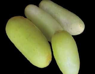 25 Puneri Indian Heirloom Cucumber Seeds; Poona Keera - Etsy