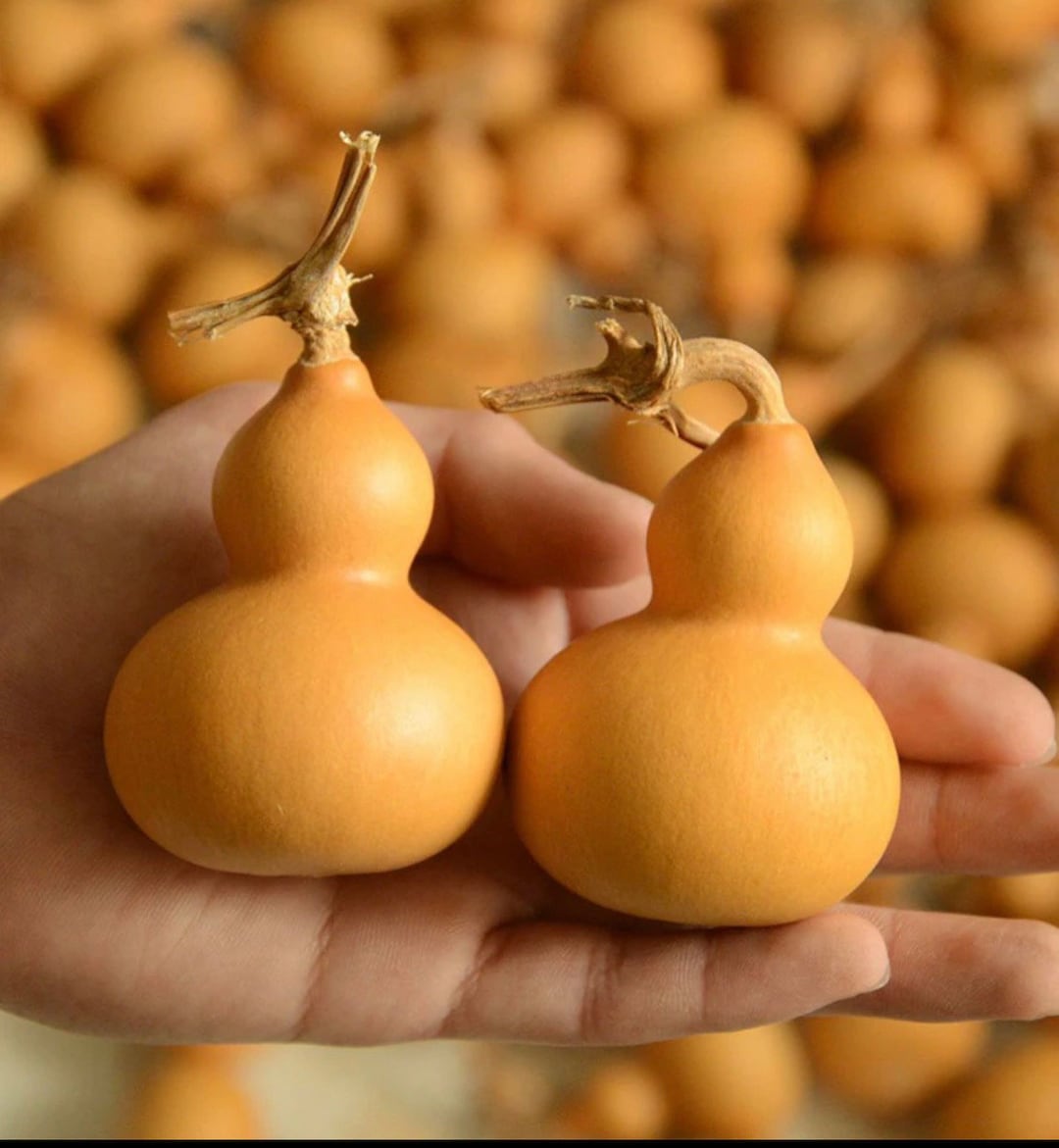 15 Tiny Miniature Bottle Gourd Seeds; 2-3” Tall; Feng Shui Hulu ...