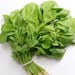 8-gram 5000+ Asian Summer Greens Seeds Mix Blend: Gai Lan, Yu Choi ...