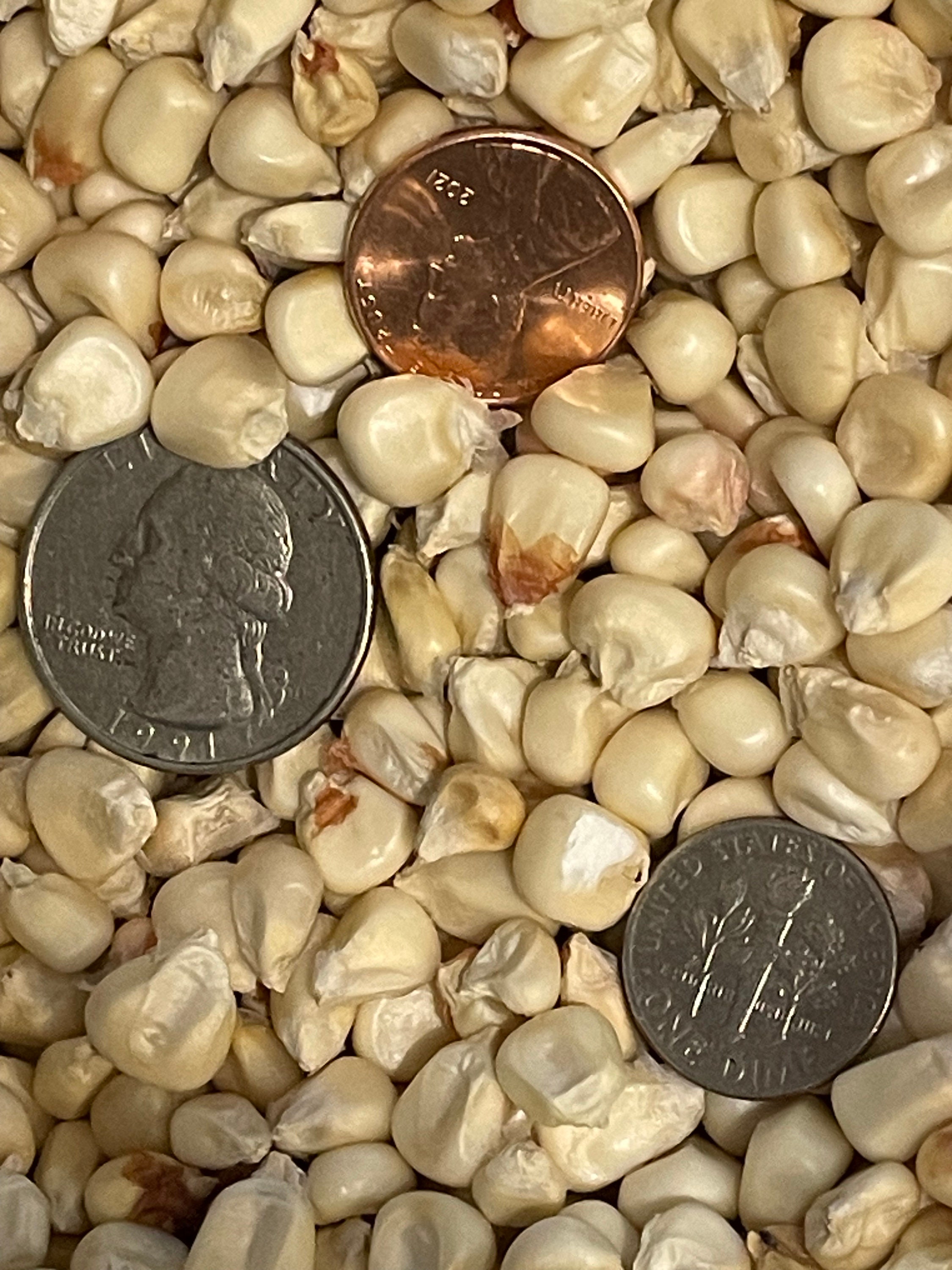 Concho Corn; Certified Organic; Maize Blanco; White Flint Corn; Great ...